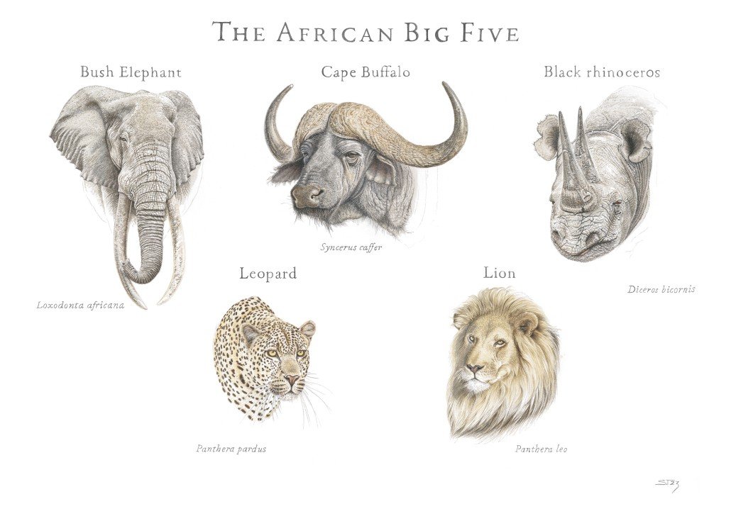 African Big Five – Sarah Trumble