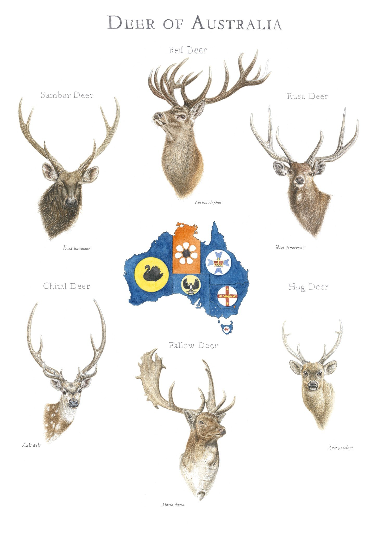 The Deer of Australia – Sarah Trumble