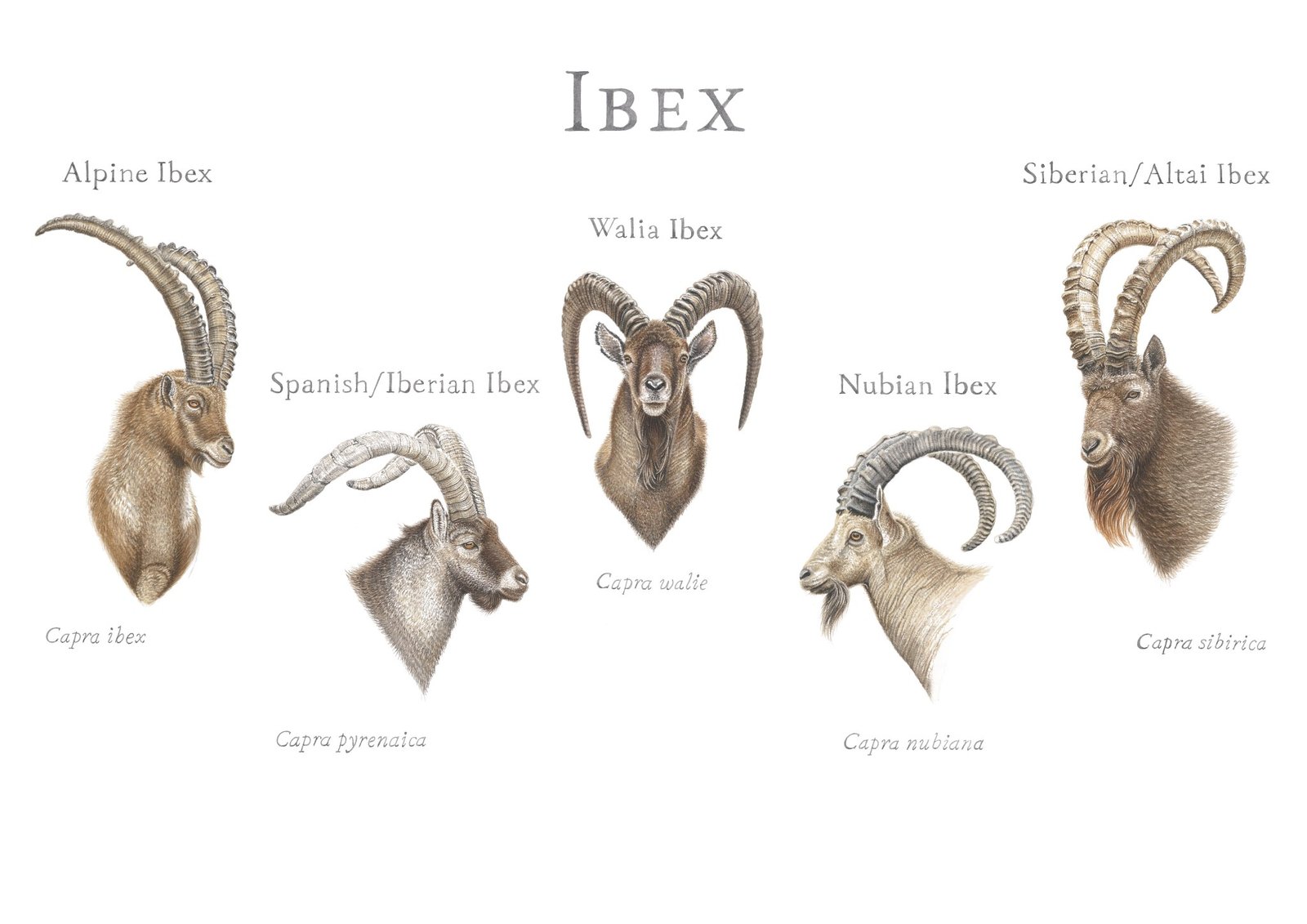 Ibex – Sarah Trumble