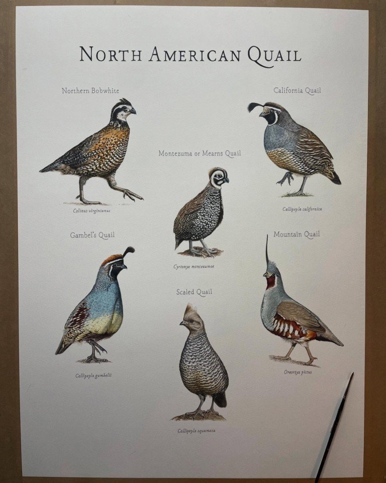 Quail of North America A2 – Sarah Trumble