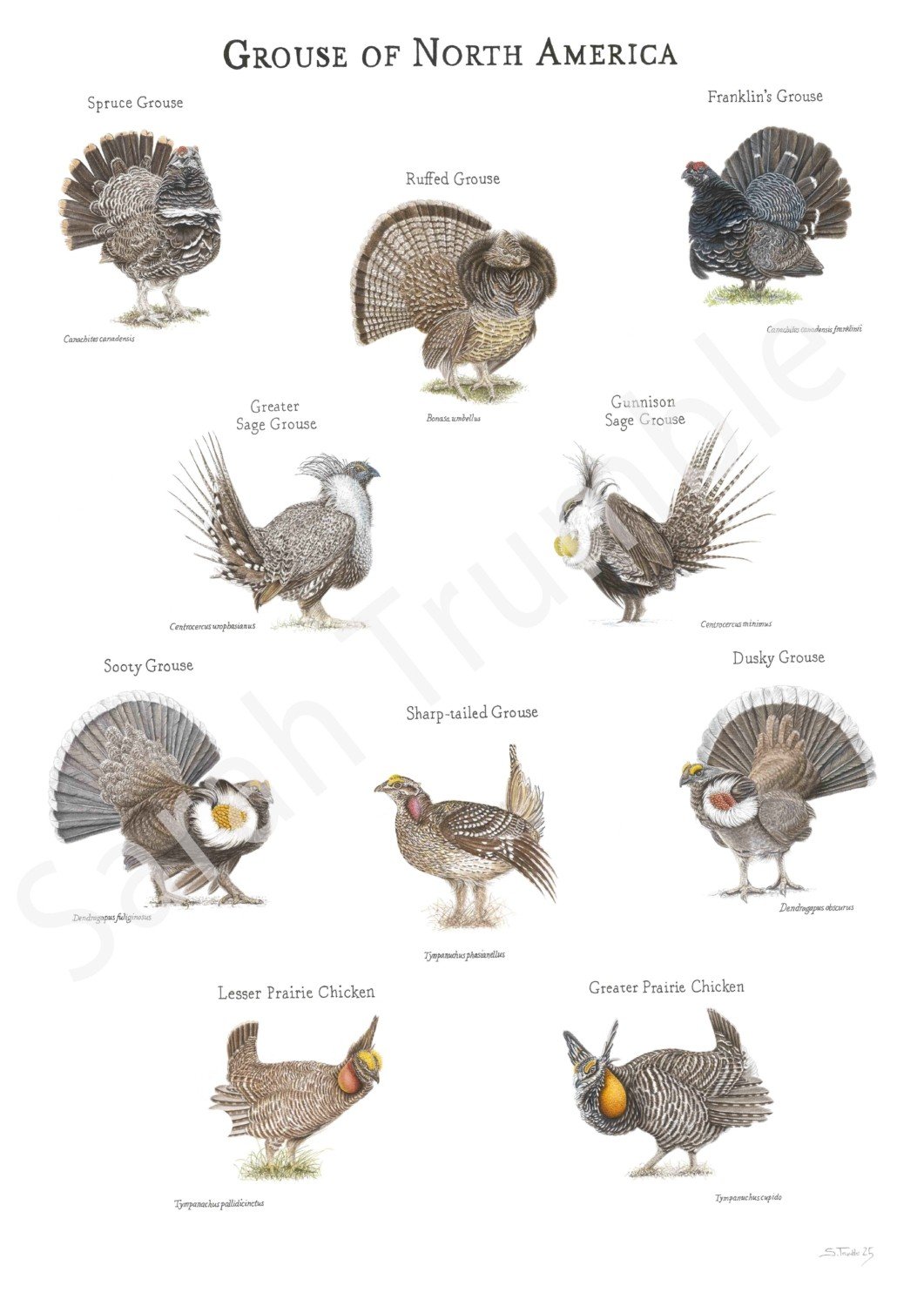Grouse of North America A1 – Sarah Trumble