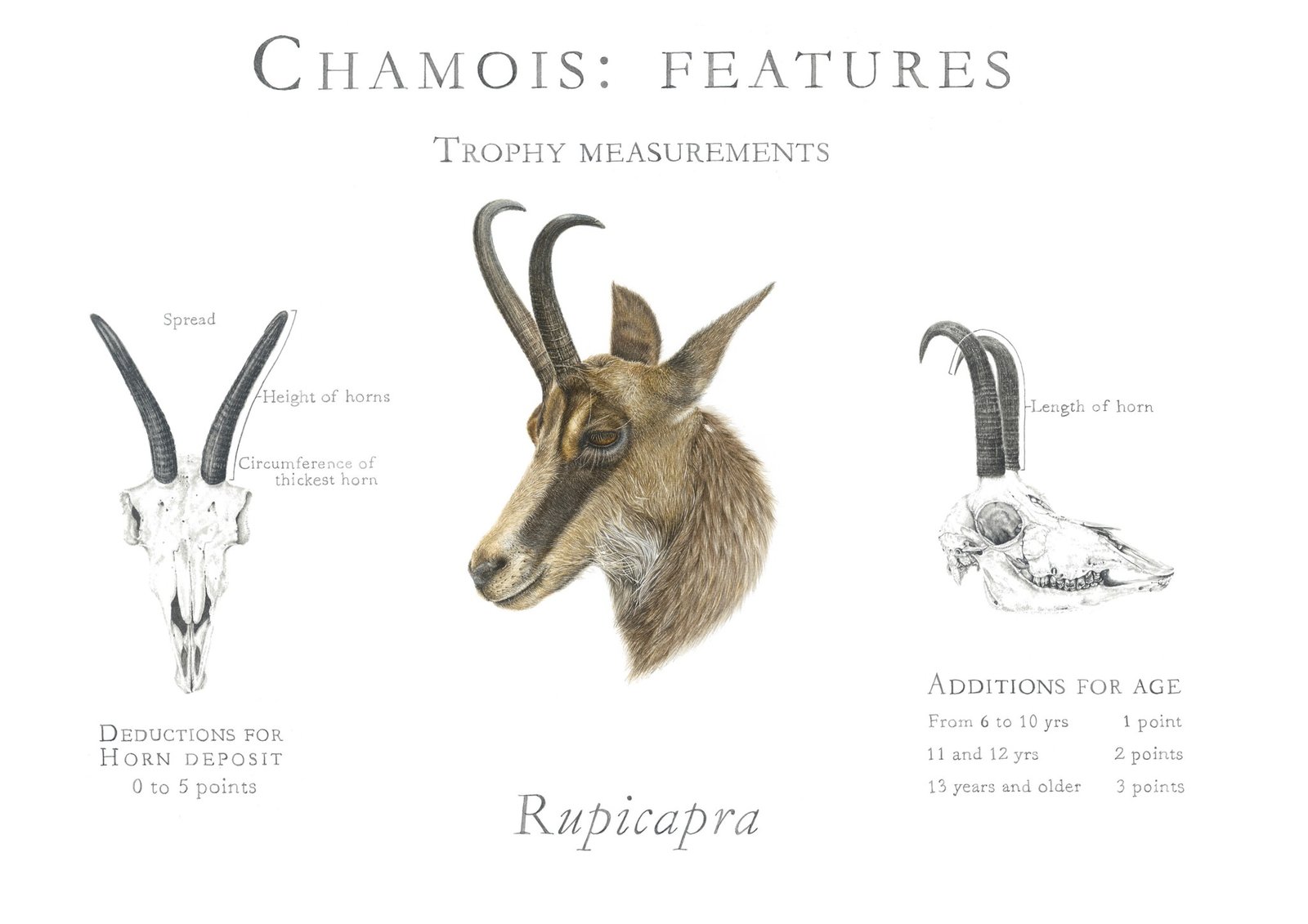 Chamois Features and Guidelines – Sarah Trumble