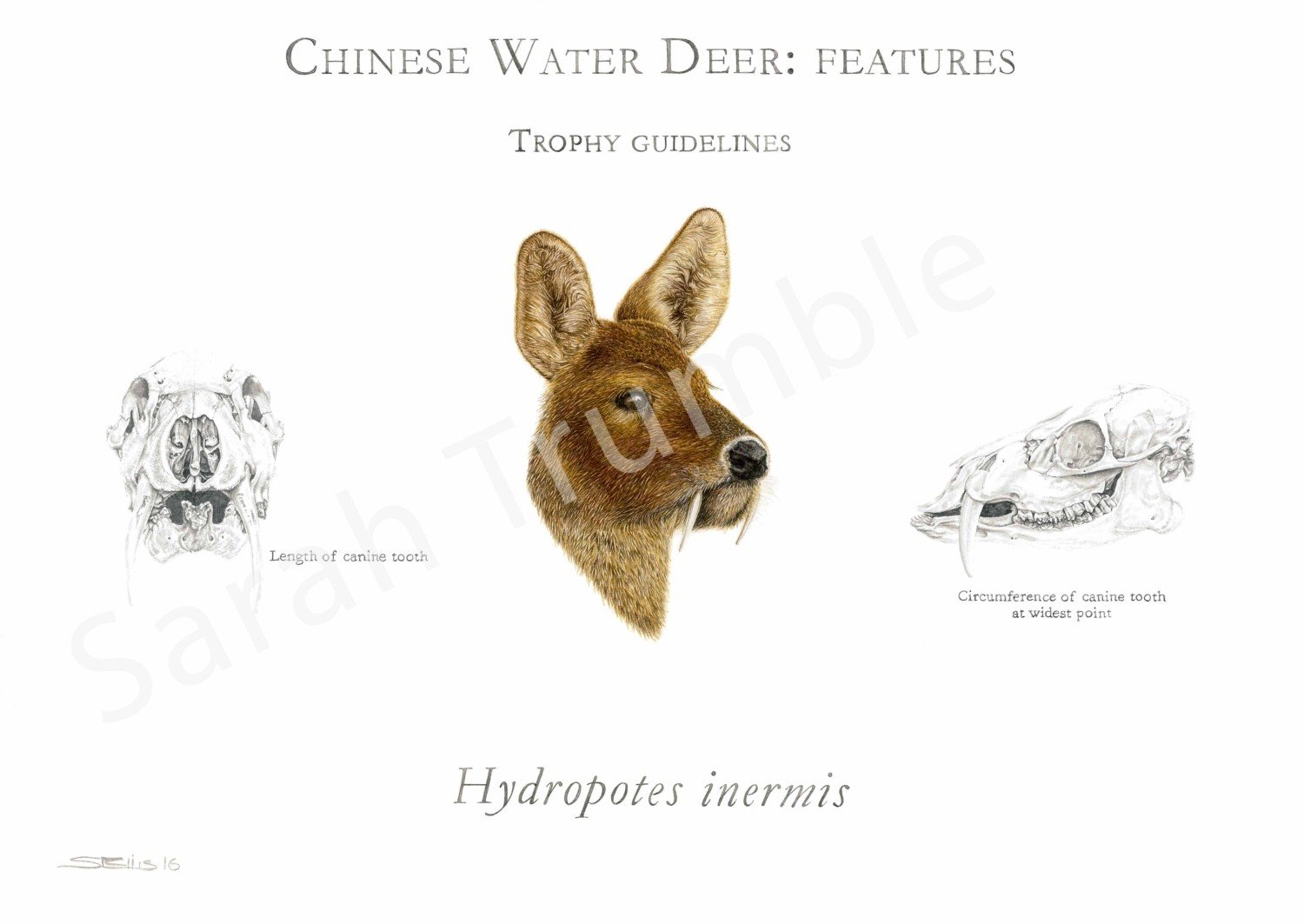 Chinese Water Deer Features and Guidelines – Sarah Trumble