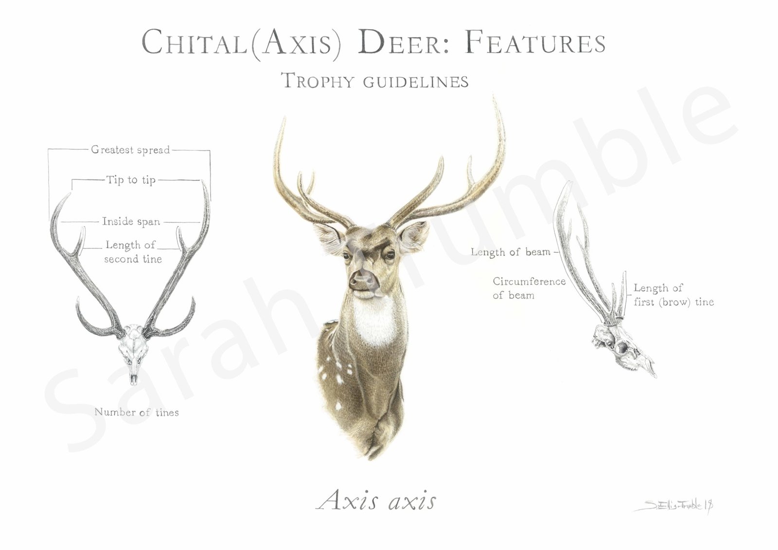 Chital (Axis) Deer Features and Guidelines – Sarah Trumble