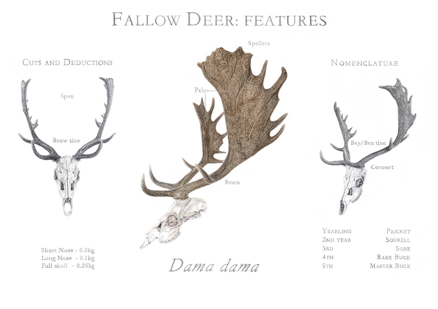 Fallow Deer Features and Guidelines – Sarah Trumble