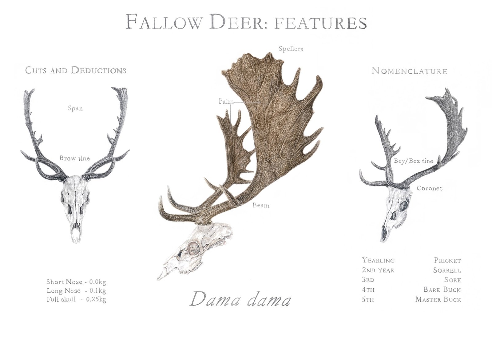 Fallow Deer Features and Guidelines – Sarah Trumble