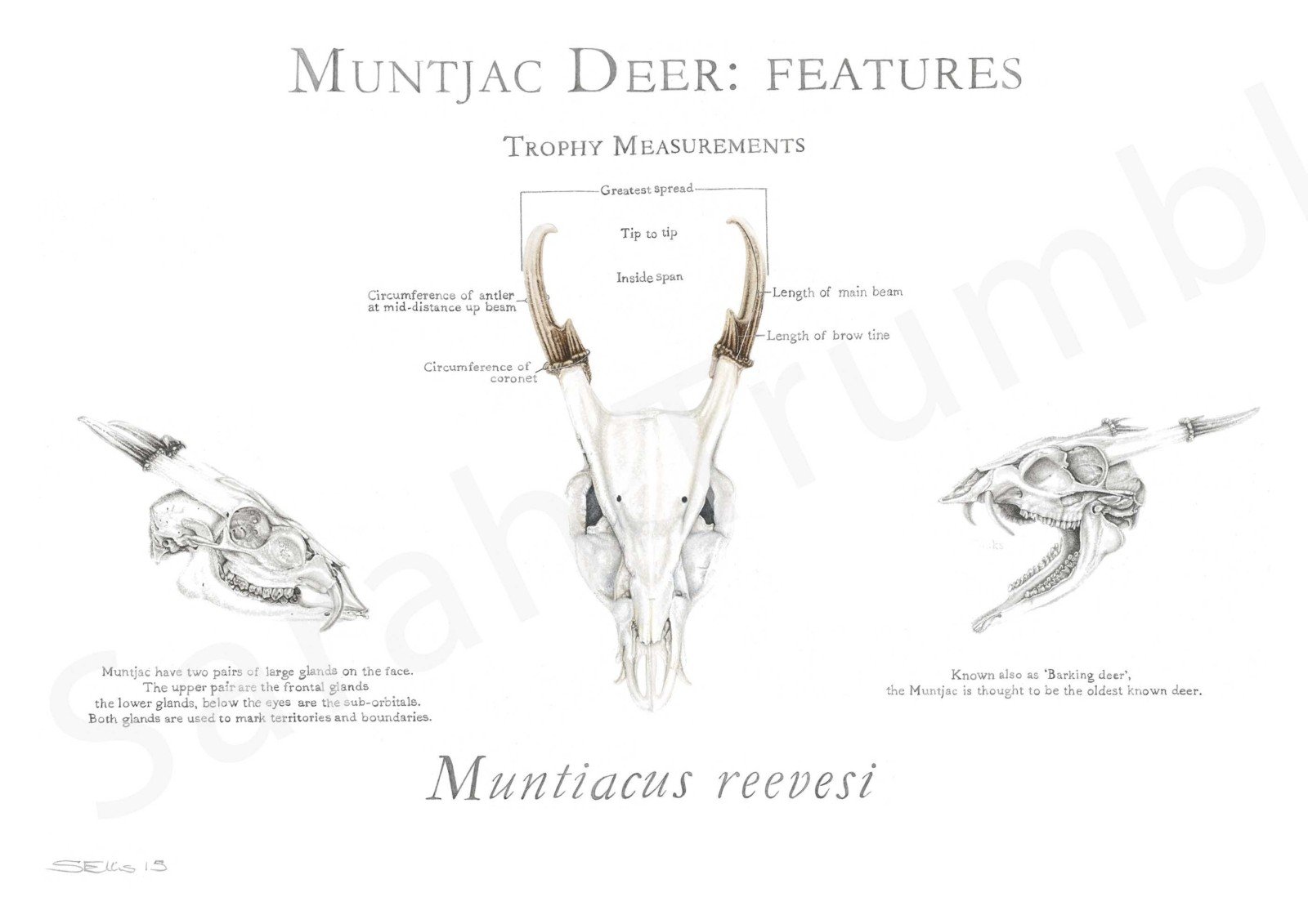 Muntjac Deer Features and Guidelines – Sarah Trumble