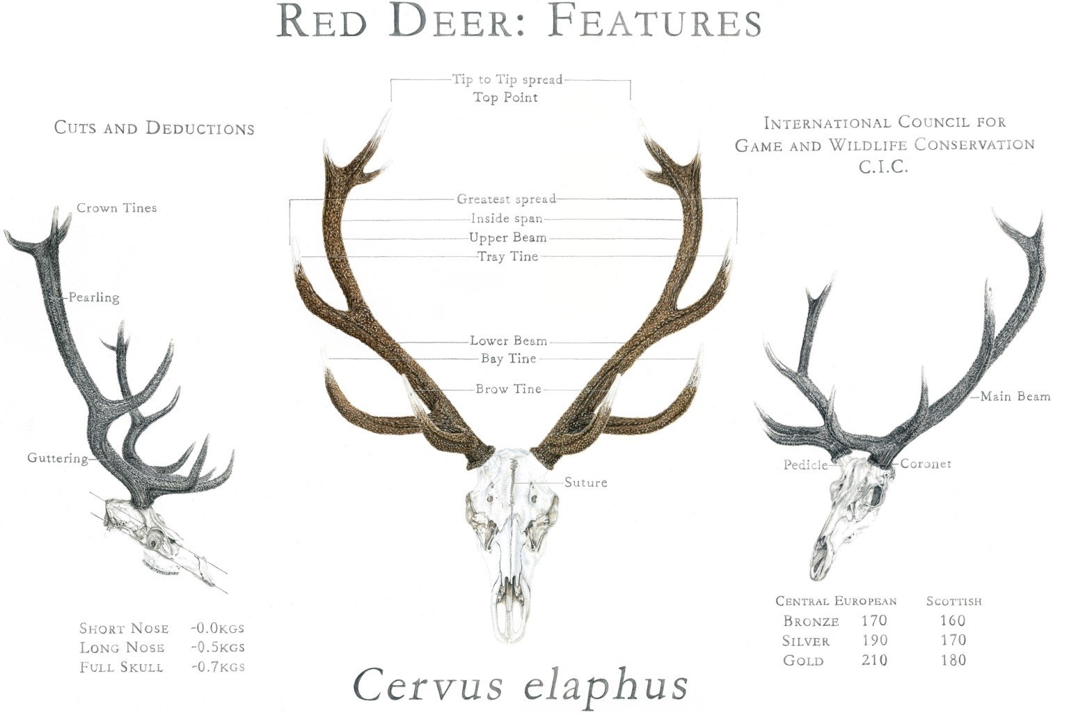 Red Deer Features and Guidelines – Sarah Trumble