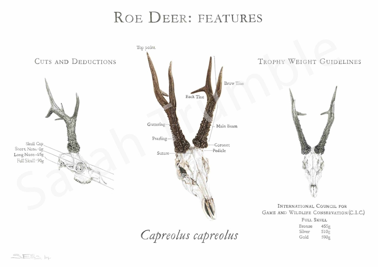 Roe Deer Features and Guidelines – Sarah Trumble