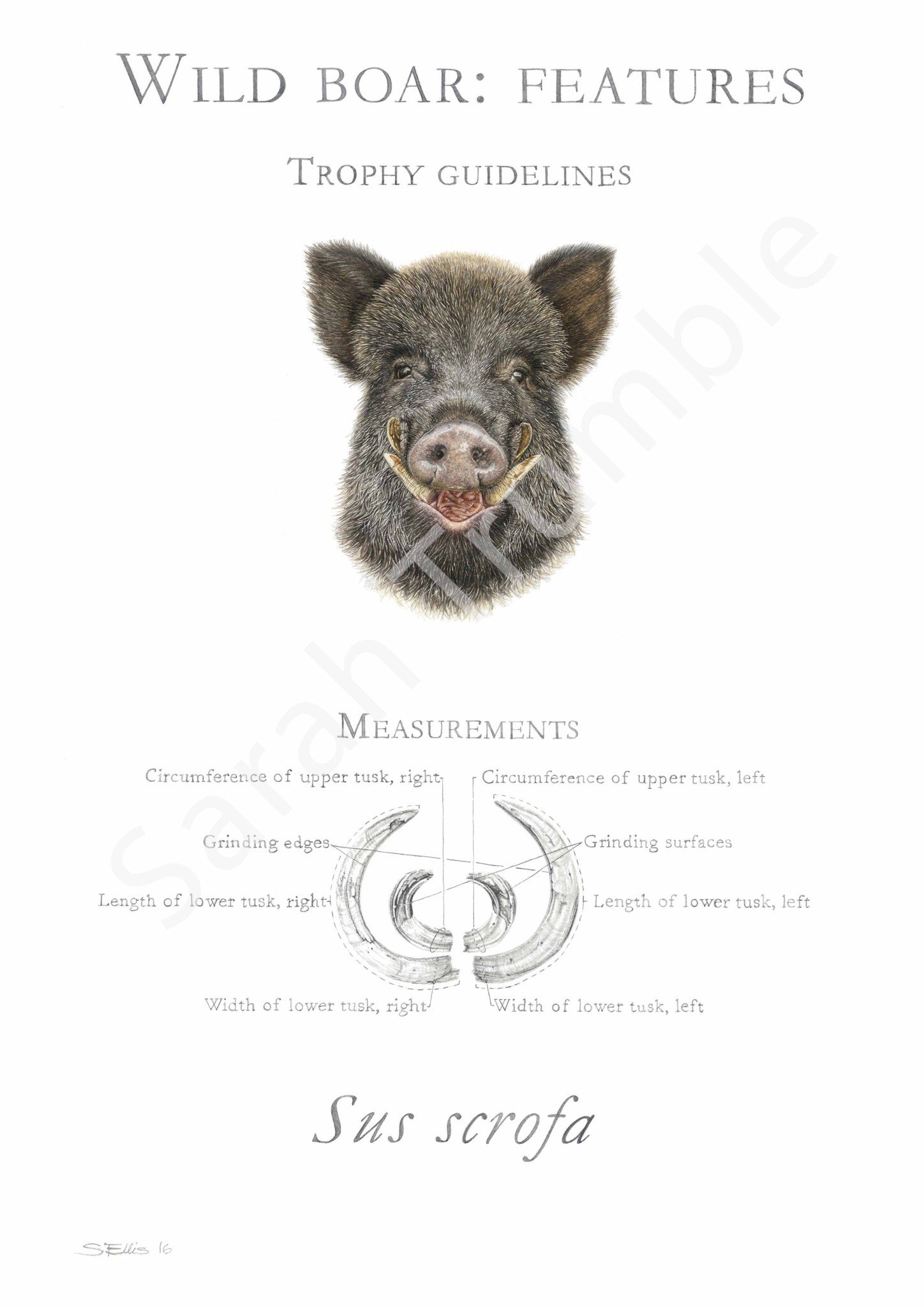 Wild Boar Features and Guidelines – Sarah Trumble