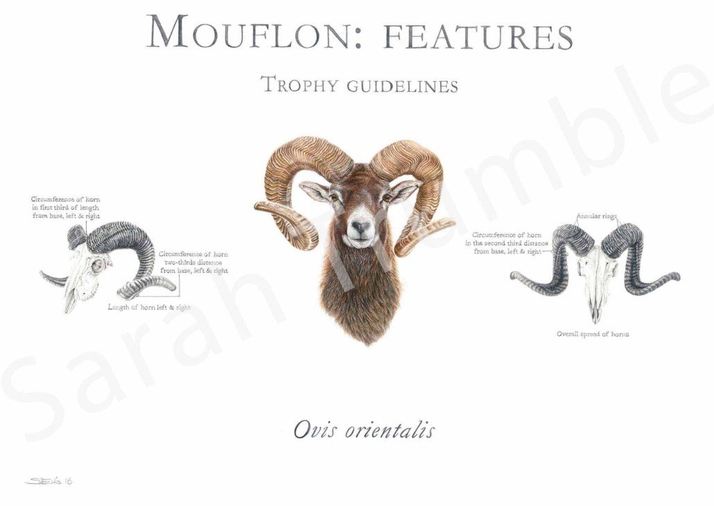 Mouflon Features and Guidelines – Sarah Trumble