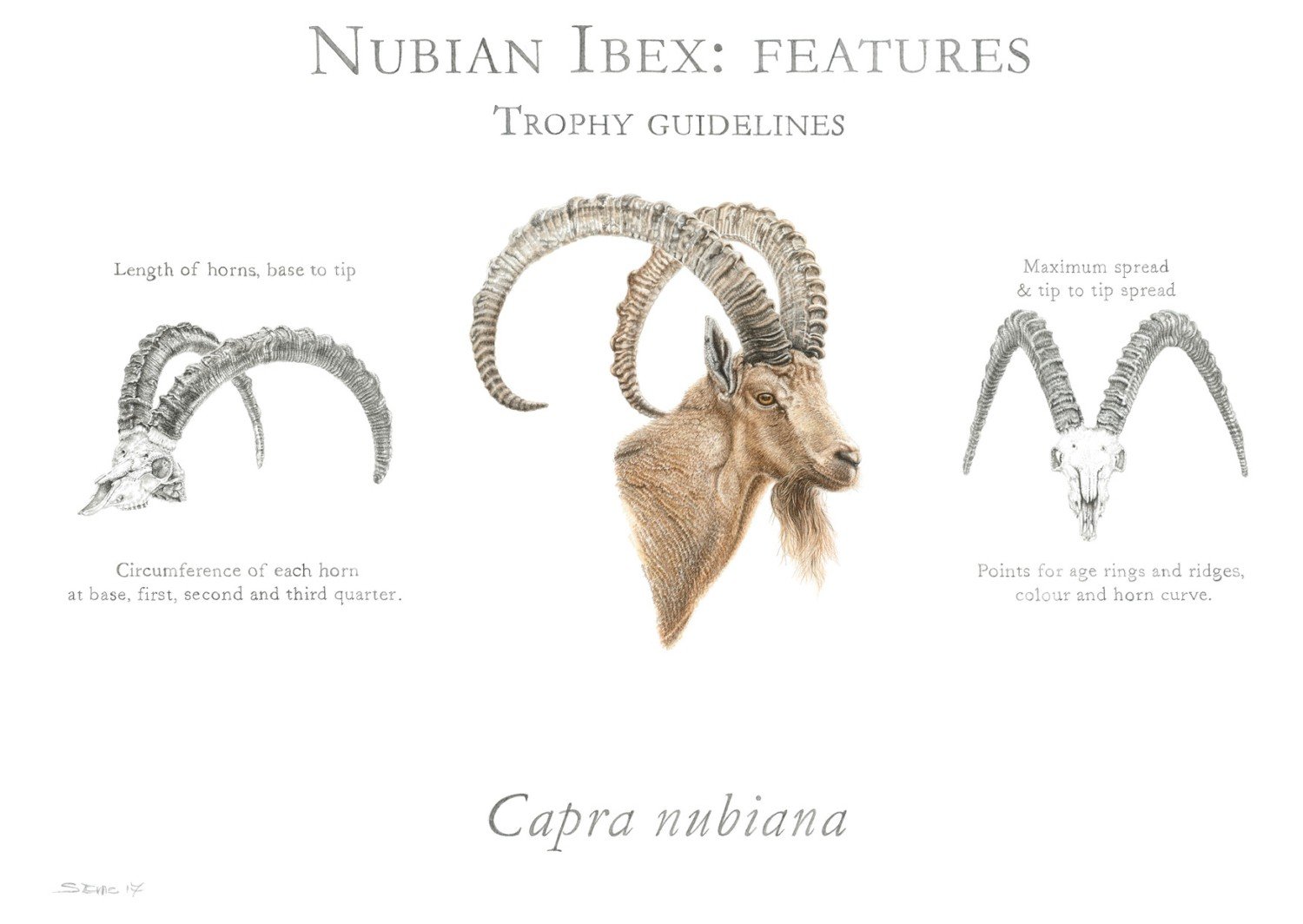 Nubian Ibex Features and Guidelines – Sarah Trumble