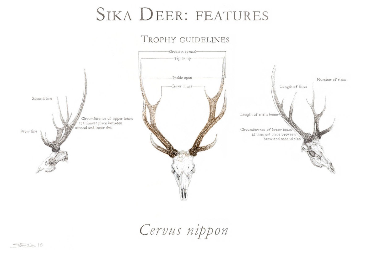Sika Deer Features and Guidelines – Sarah Trumble