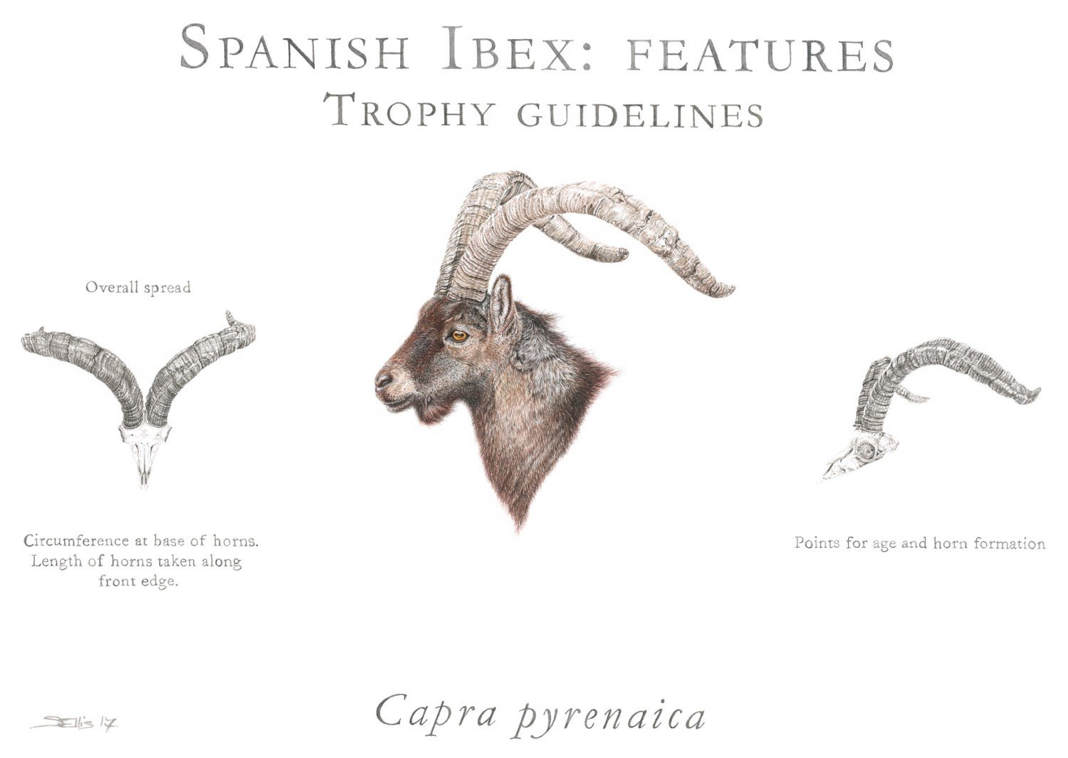 Spanish Ibex Features and Guidelines – Sarah Trumble