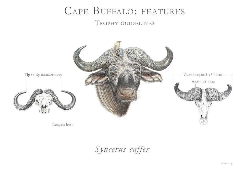 Cape Buffalo Features and Guidelines – Sarah Trumble