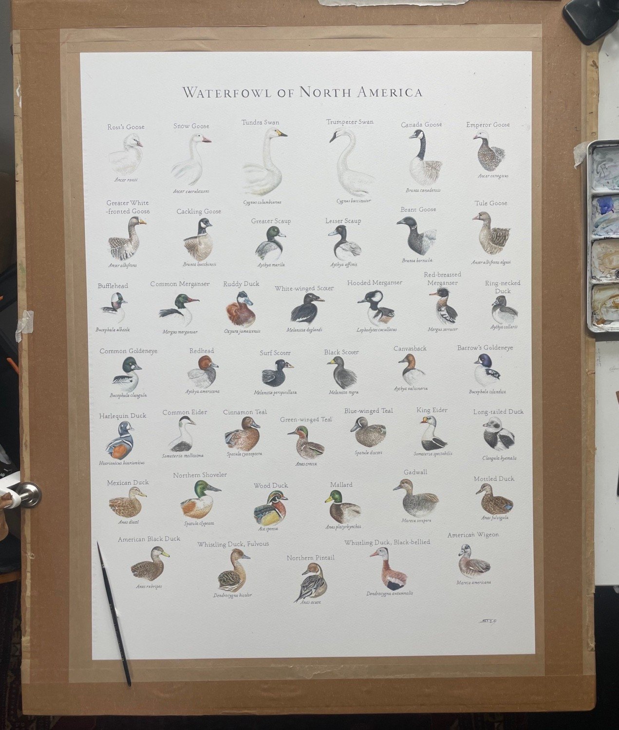 Waterfowl of North America A1 – Sarah Trumble