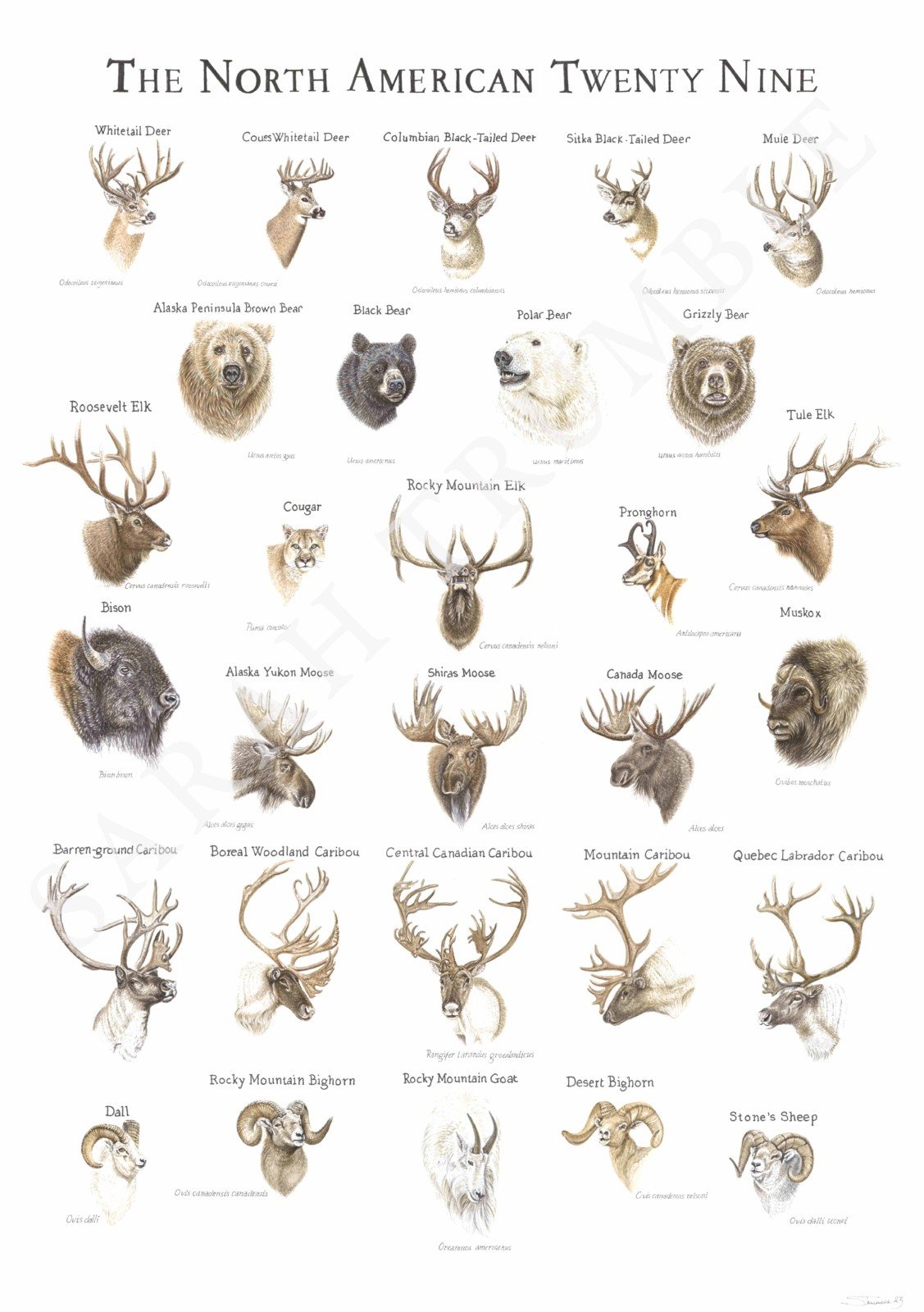 A1 The North American 29 2023 – Sarah Trumble