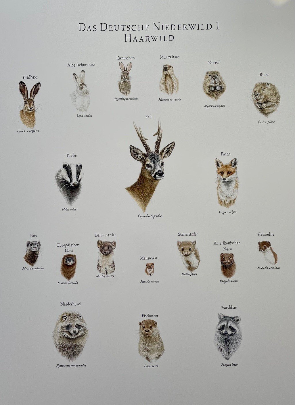 Das Deutsche Niederwild 1 Haarwild – Sarah Trumble
